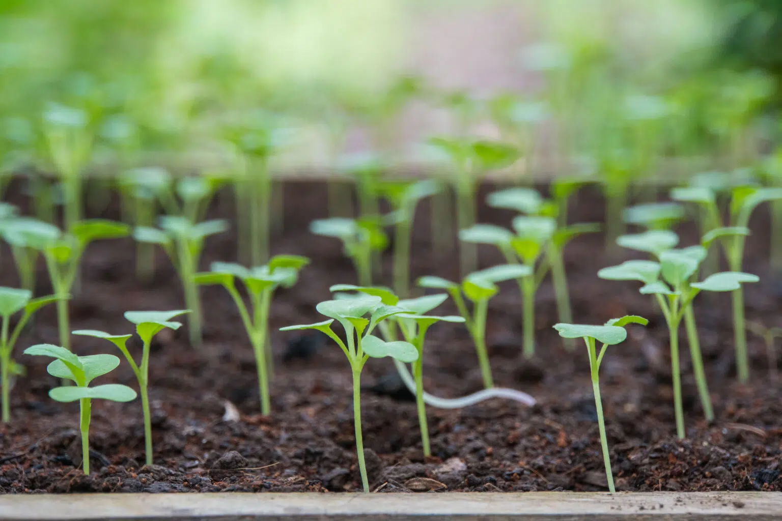 Regenerative Education and the 2030 Event Horizon - Green Schools Bali